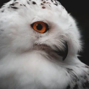 ASUS Metaverse Plaza: Your Digital Asset Marketplace